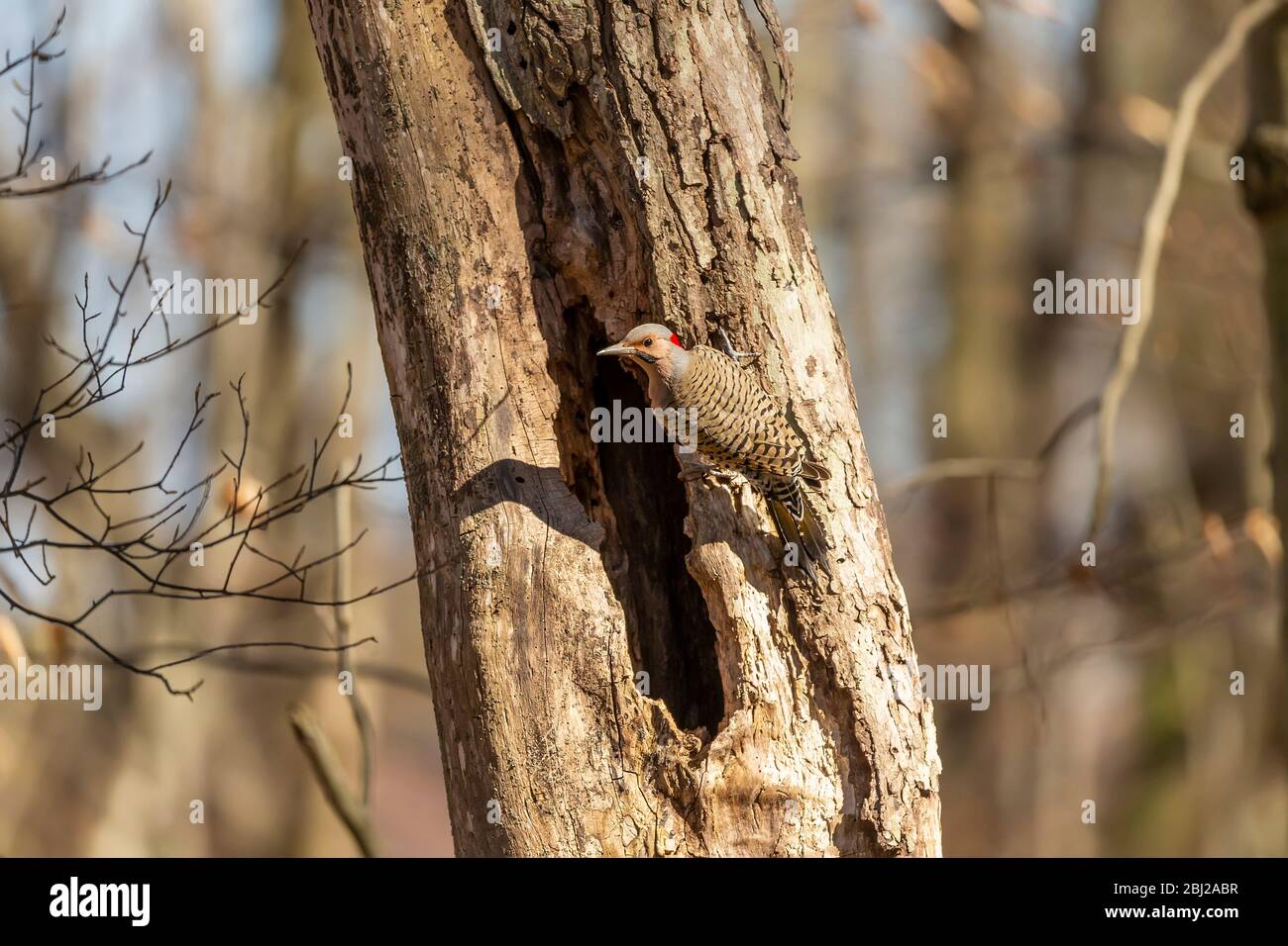 Bird. The northern flicker in spring. Natural scene from state park of ...