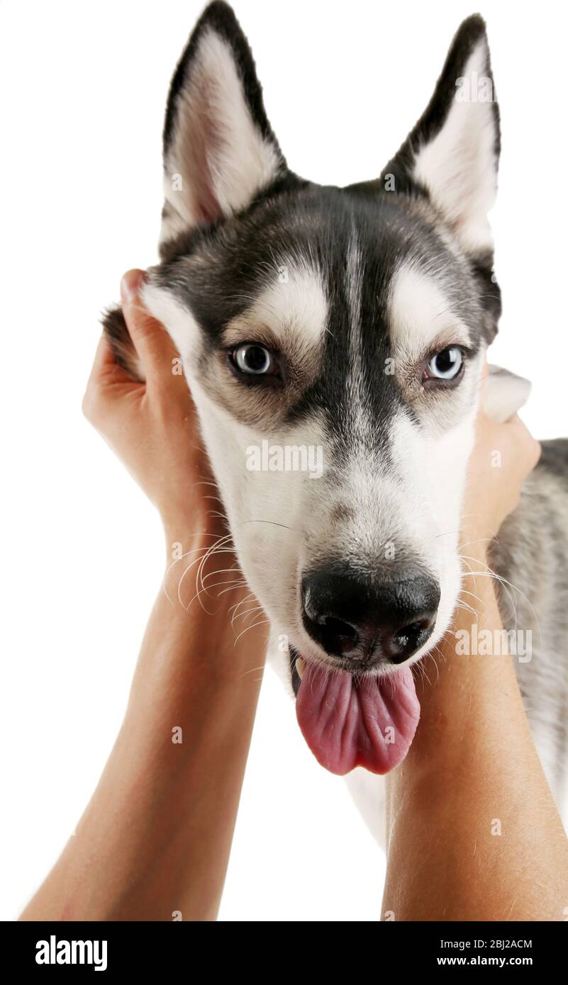 Male hand holding dog face isolated on white Stock Photo - Alamy