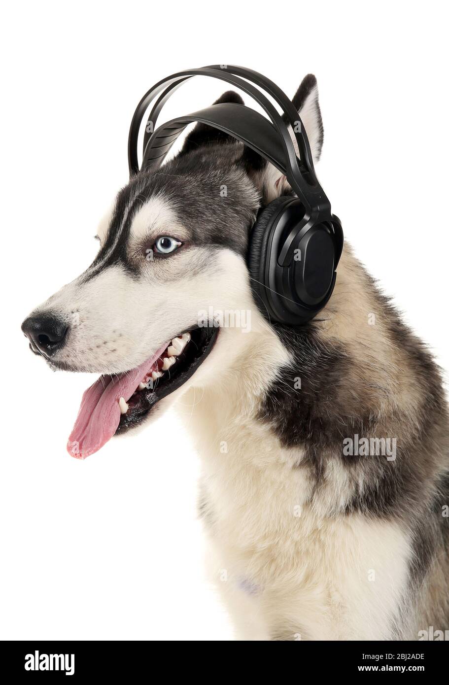 Beautiful huskies dog with headphones isolated on white Stock Photo - Alamy