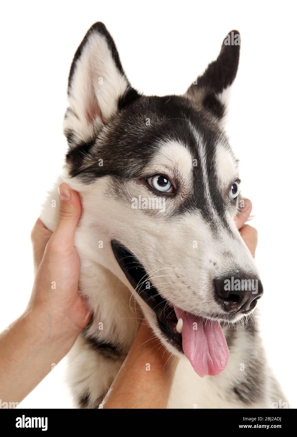 Male hands holding dog face isolated on white Stock Photo - Alamy