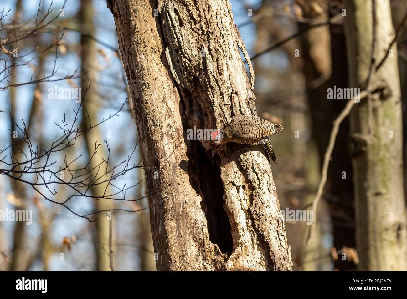 Bird. The northern flicker in spring. Natural scene from state park of ...