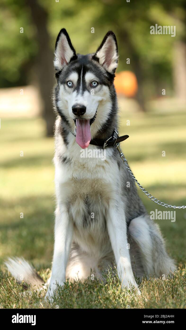Beautiful huskies dog in park Stock Photo - Alamy