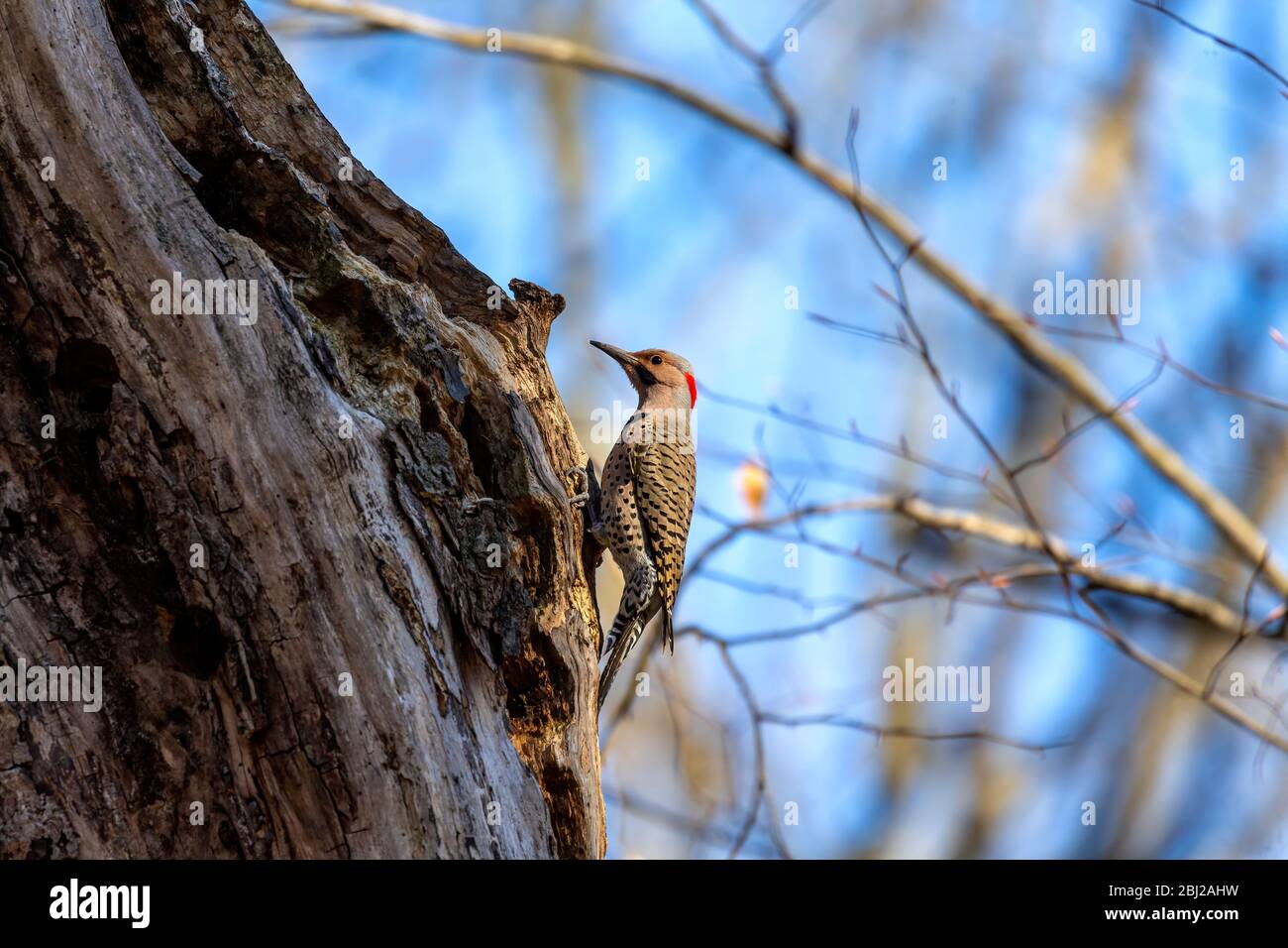 Bird. The northern flicker in spring. Natural scene from state park of ...