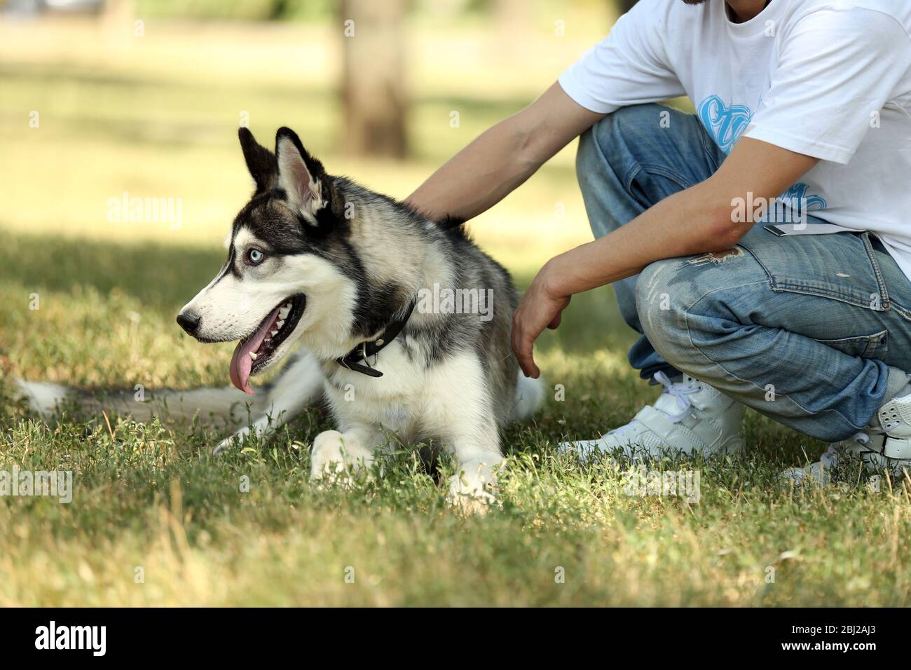 Young man with beautiful huskies dog in park Stock Photo - Alamy