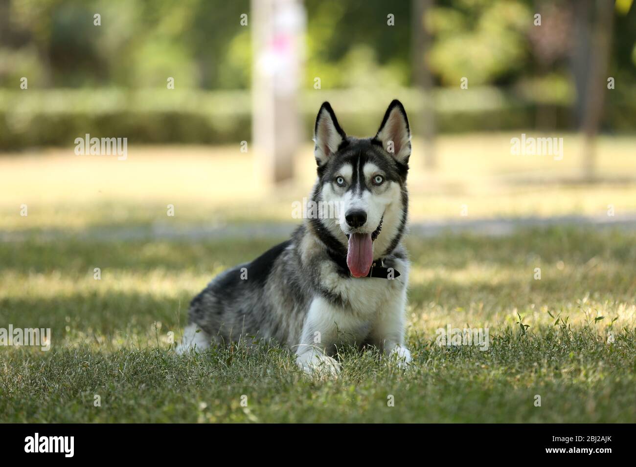 Beautiful huskies dog in park Stock Photo - Alamy