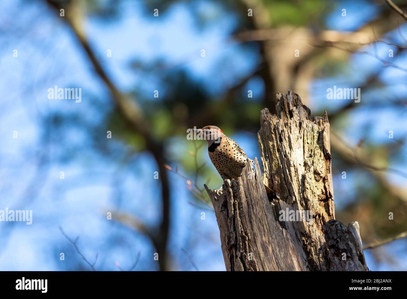 Bird. The northern flicker in spring. Natural scene from state park of ...