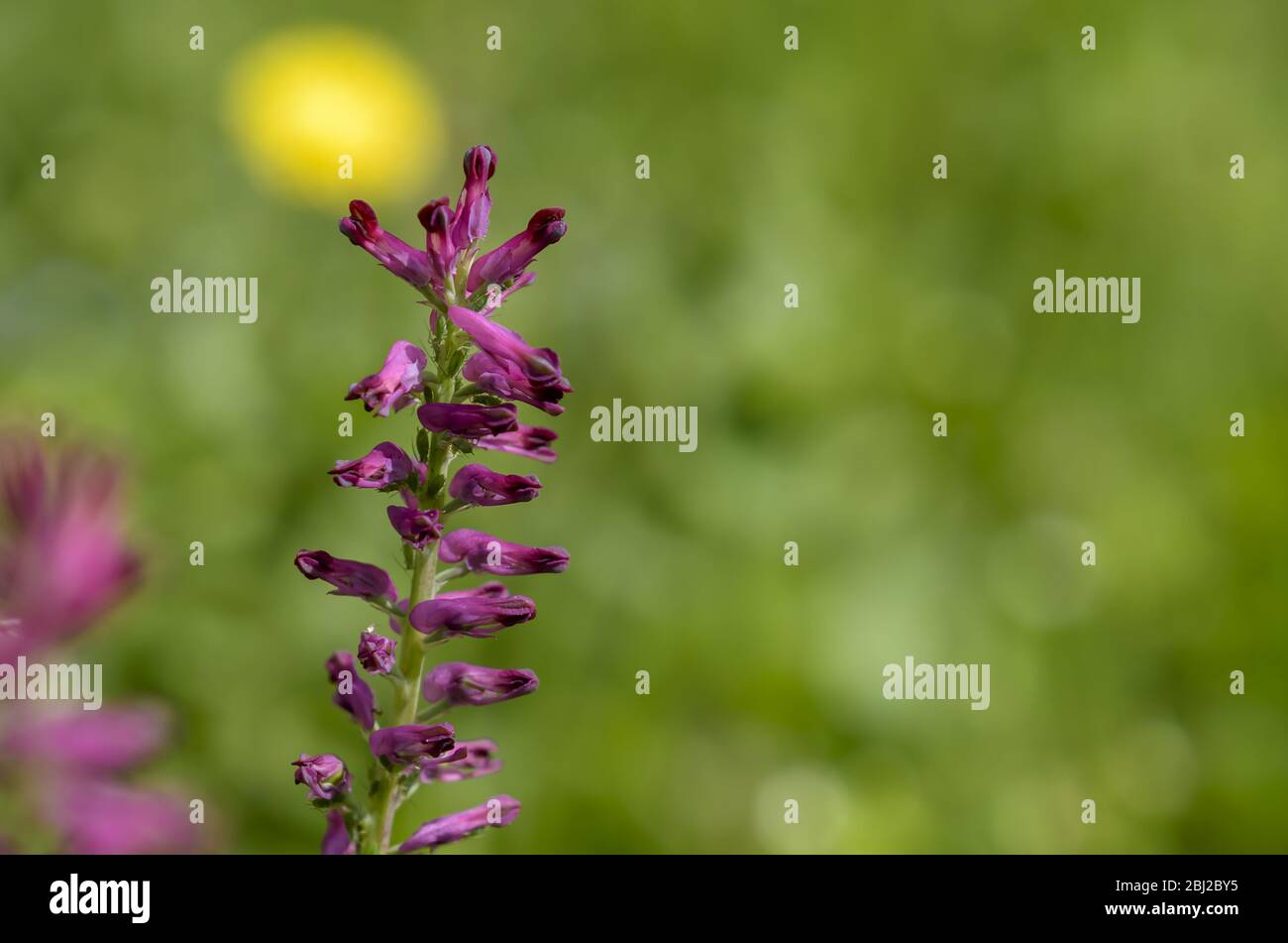 Lythraceae Family High Resolution Stock Photography and Images - Alamy