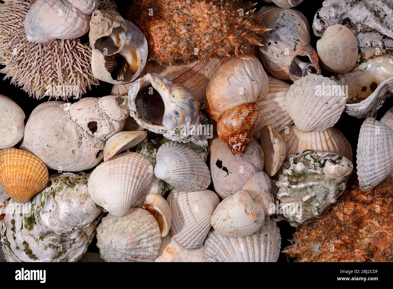 Seashells isolated against against a black background Stock Photo - Alamy