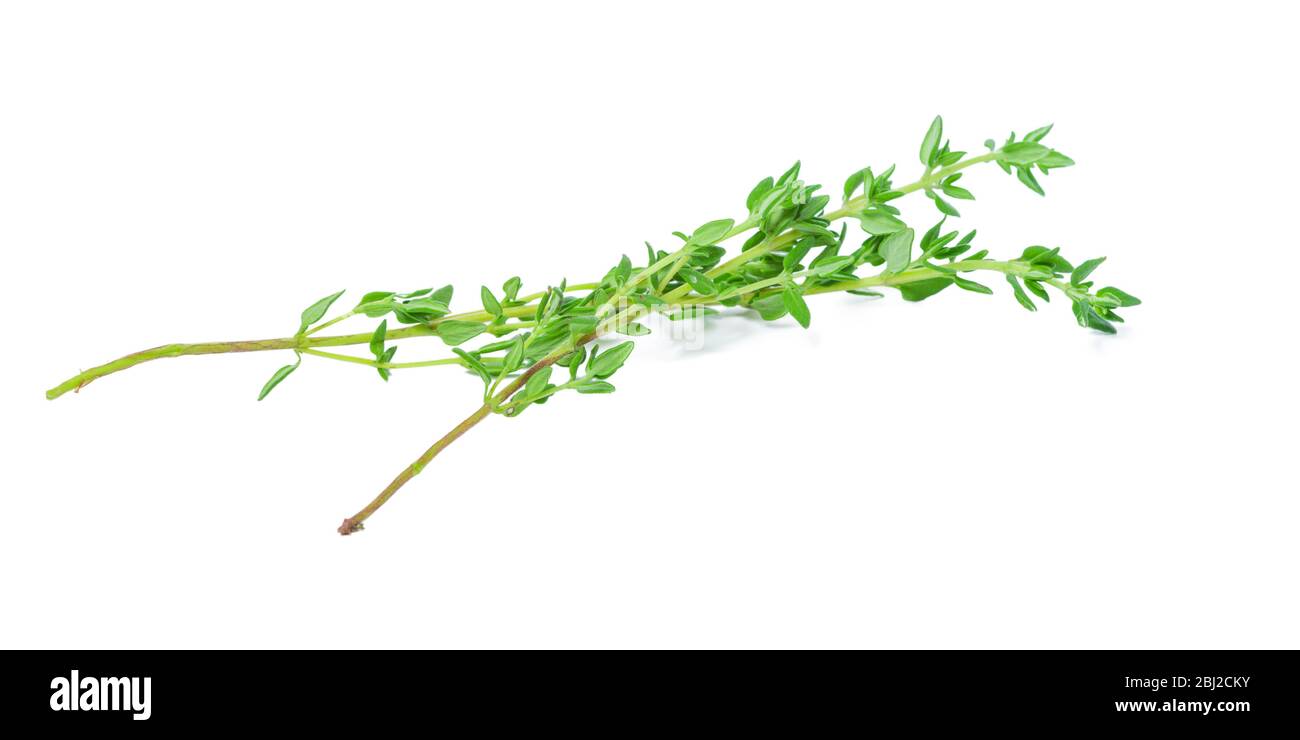 Sprig of fresh thyme leaf isolated on white background Stock Photo - Alamy