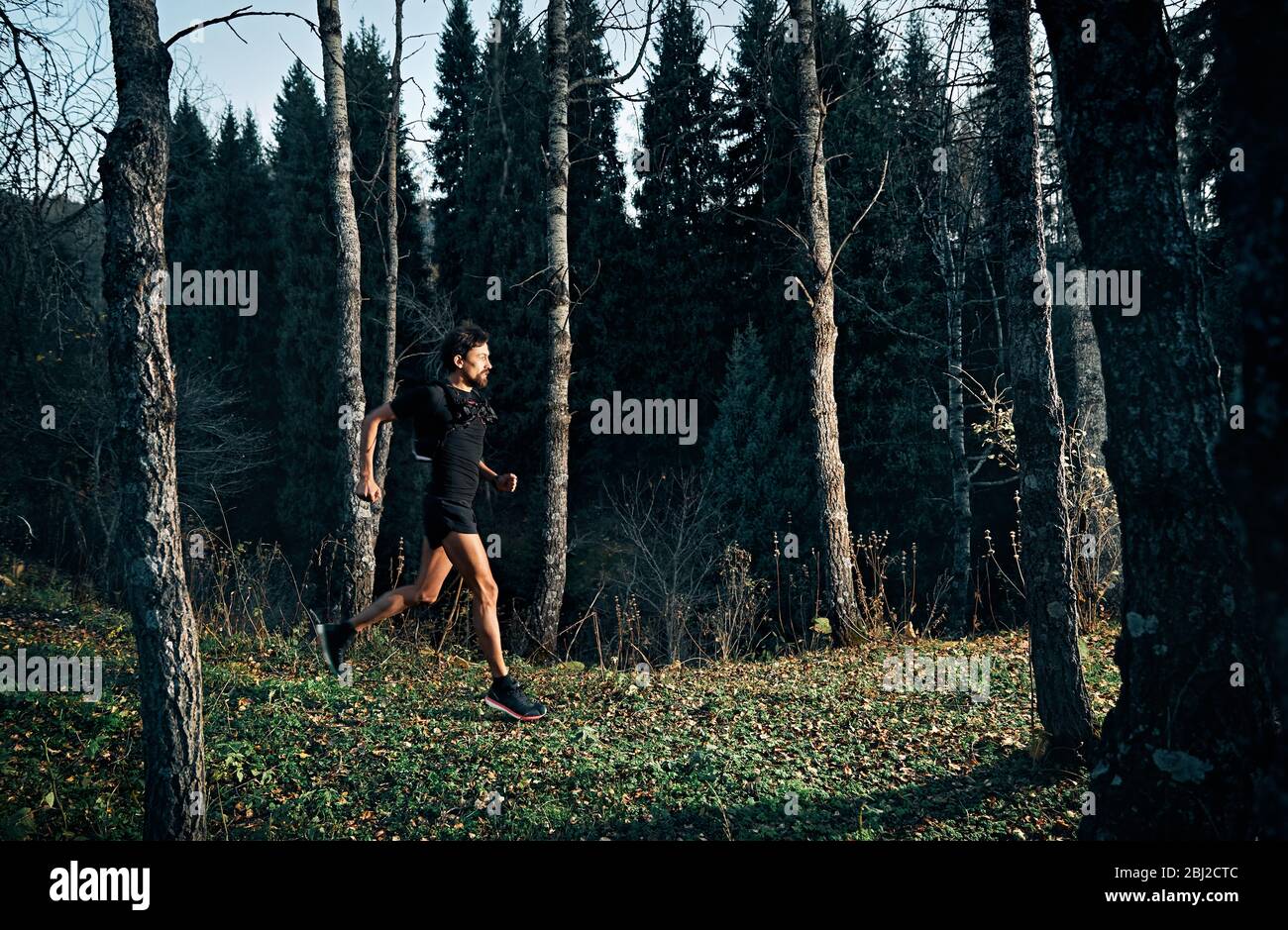 Runner athlete with beard running on the pine tree forest at twilight ...