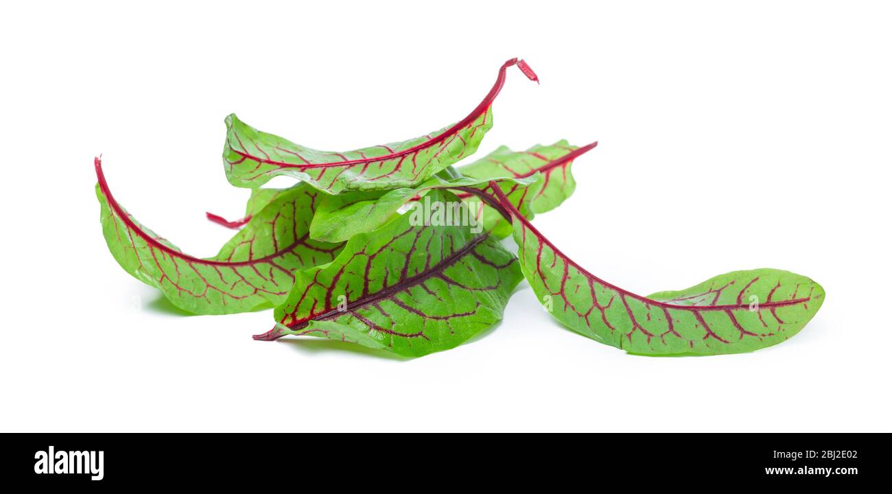 fresh beet leaf isolated on white background Stock Photo - Alamy