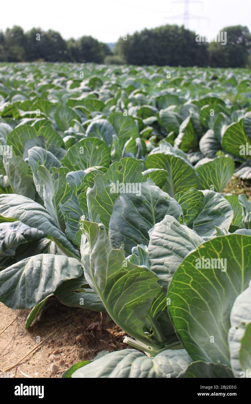 field of cabbage Stock Photo - Alamy