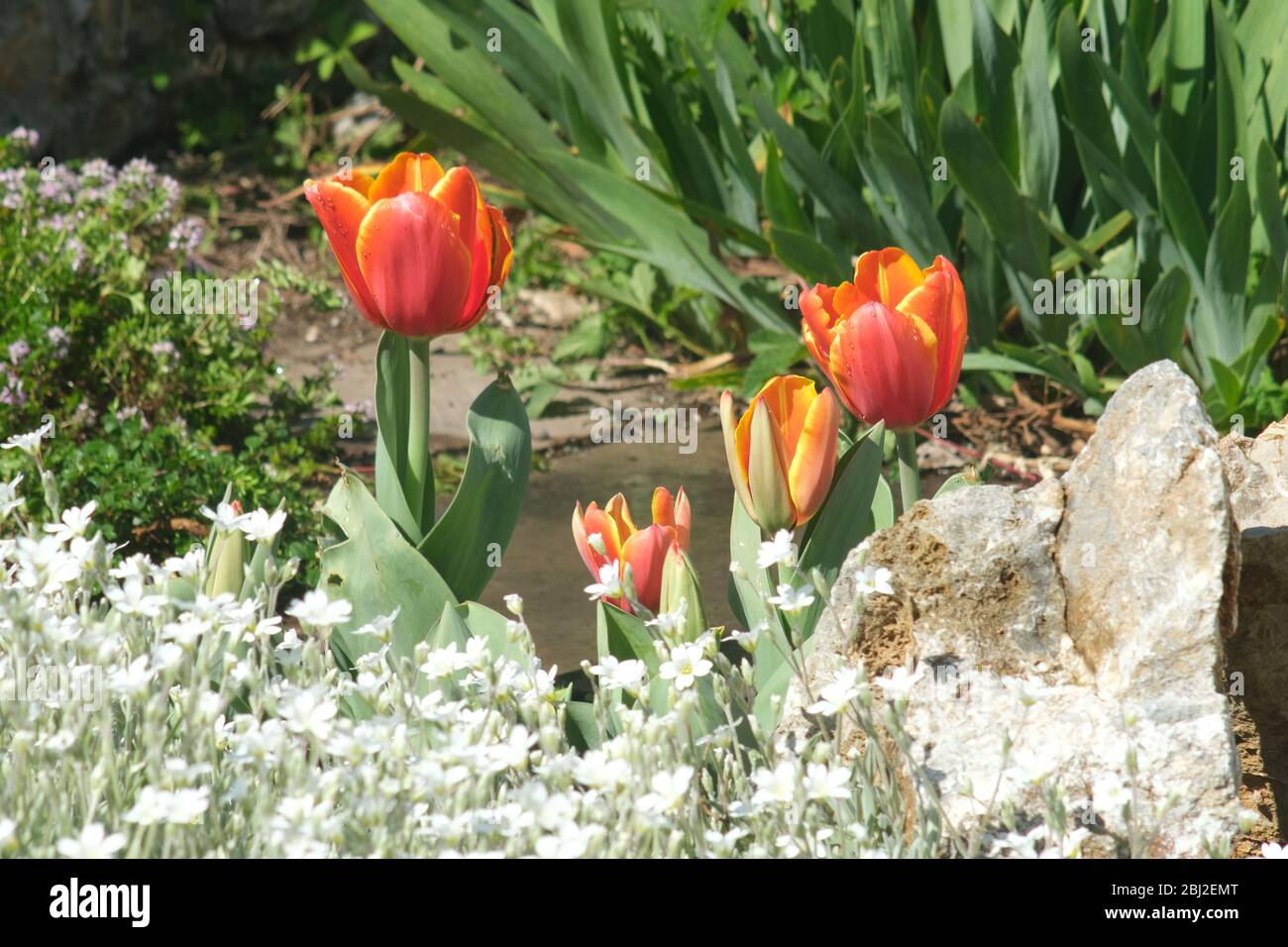 Orange tulip flowers in a rock garden. Beautiful spring bloom with ...