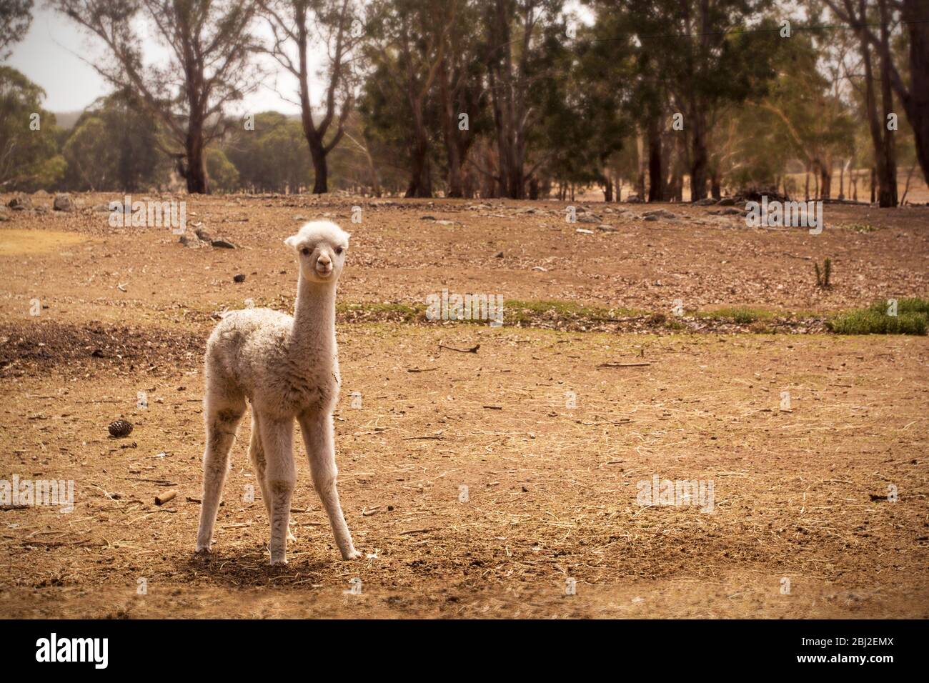 Cute white alpaca babie on a dry farm in Australia Stock Photo - Alamy