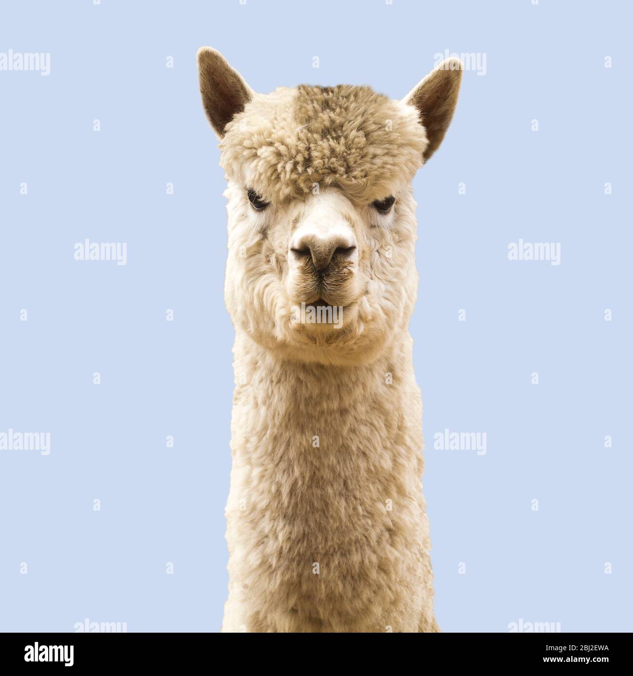 Funny angry-looking alpaca on blue background Stock Photo - Alamy