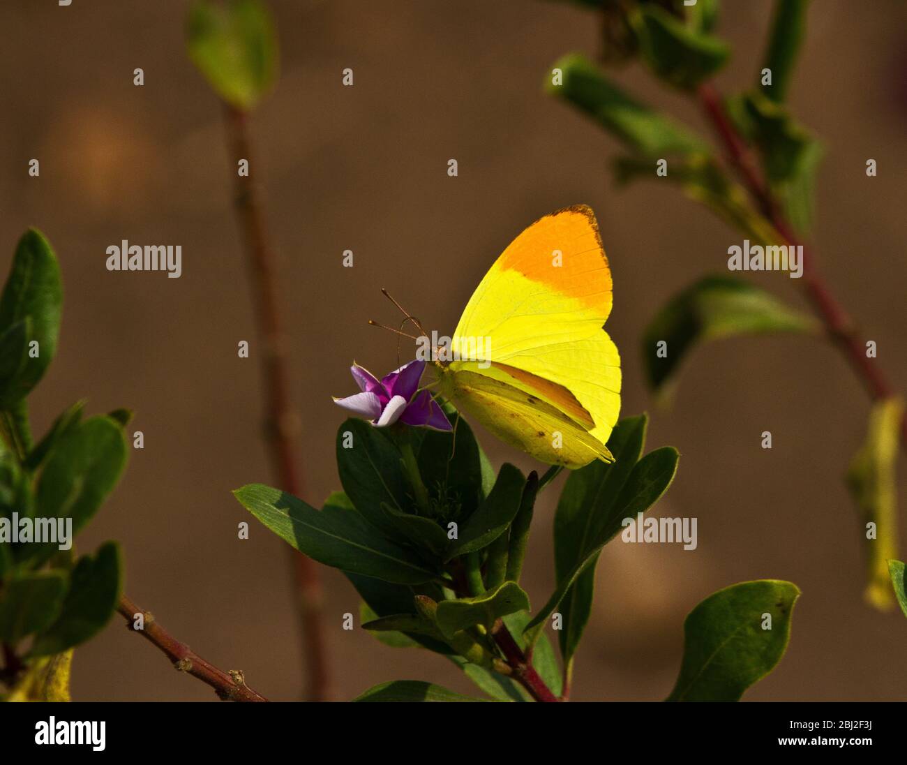 Colotis hi-res stock photography and images - Alamy