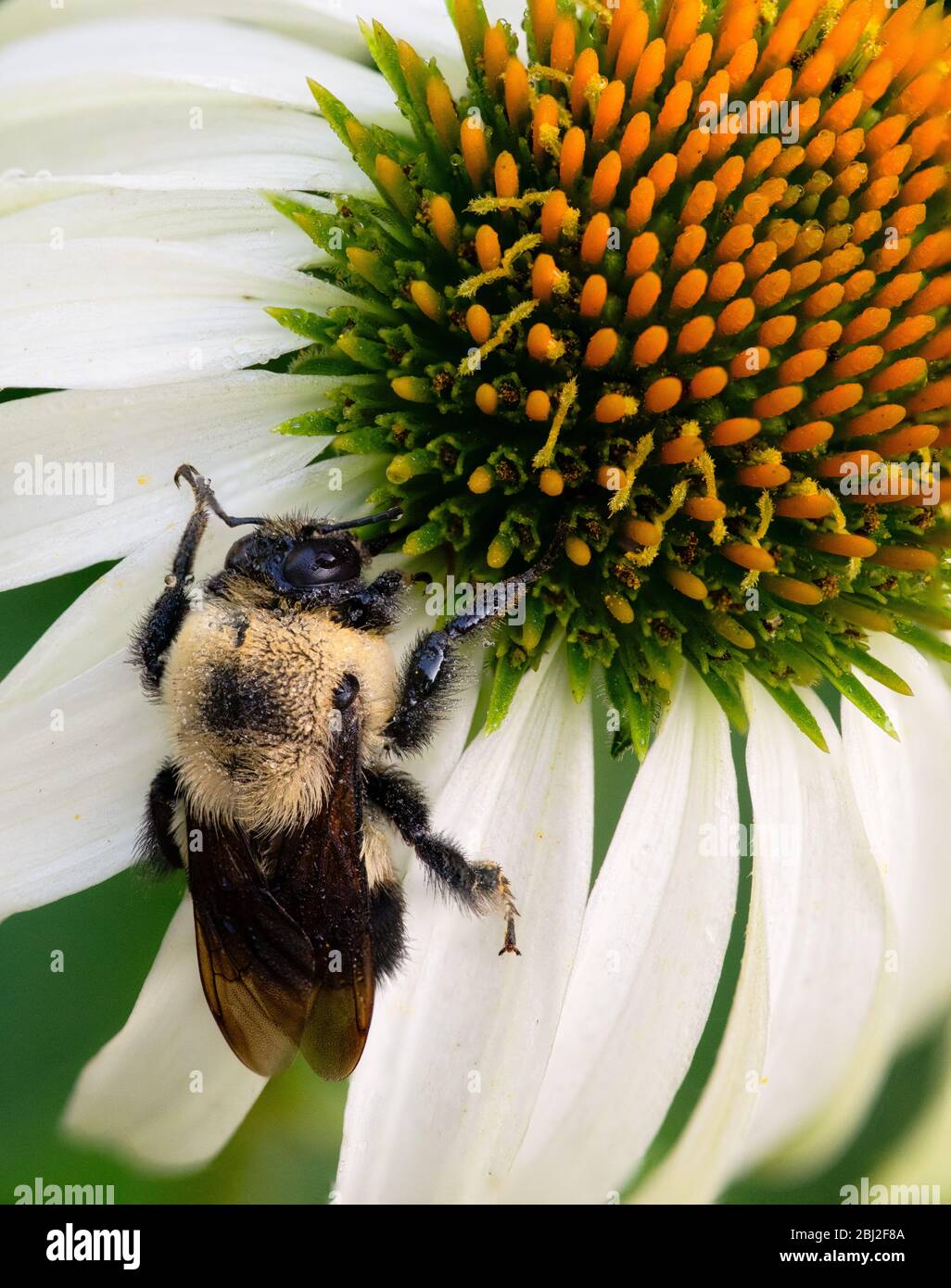 Common Eastern Bumblebee (Bombus impatiens) on Coneflower, Sterling ...