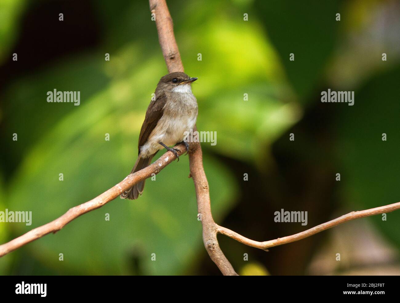 The Swamp Flycatcher is a drab earth coloured bird common to the swamps ...
