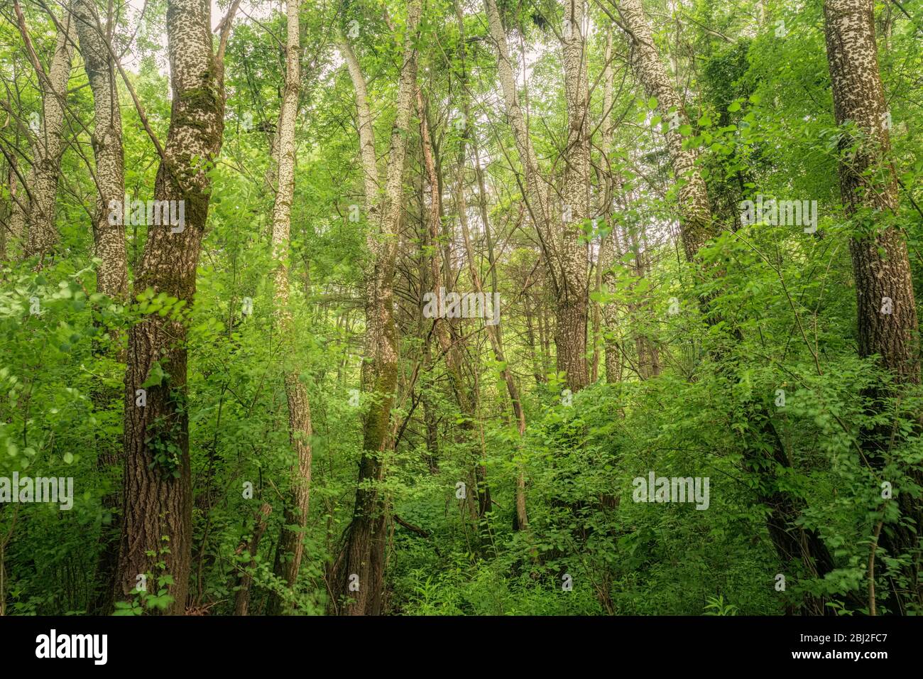 White Poplar trees in a forested nature area of Macomb County, Michigan ...