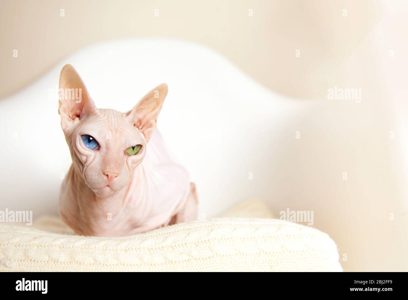 Sphinx cover hi-res stock photography and images - Alamy