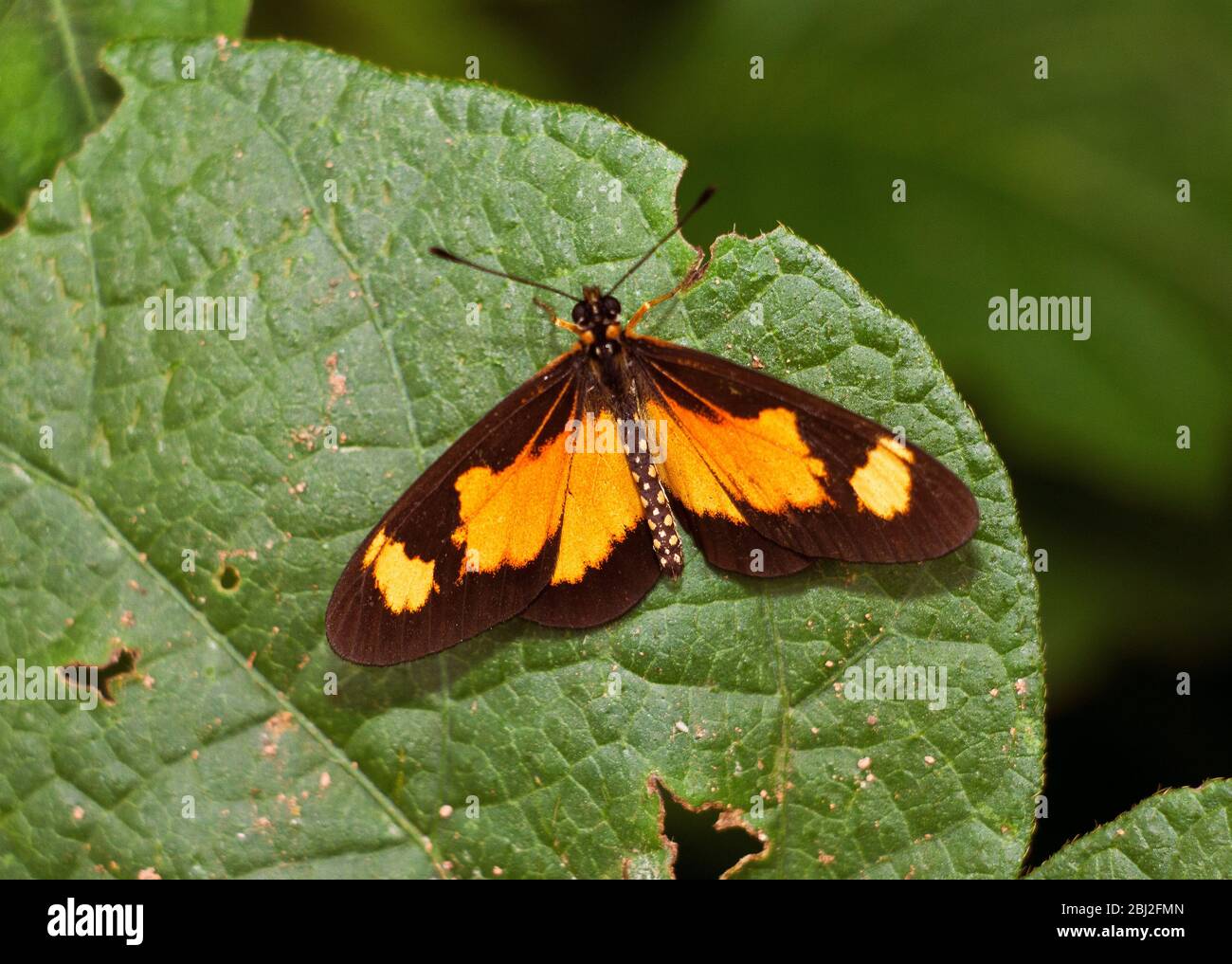 Acraea uvui hi-res stock photography and images - Alamy