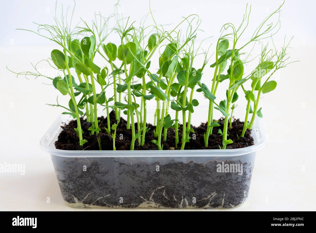Pea growing container hi-res stock photography and images - Alamy