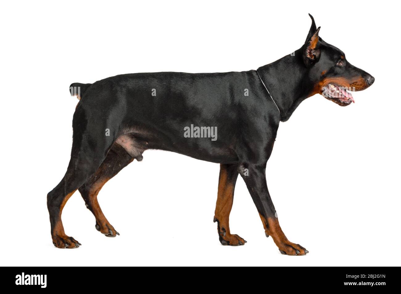 Doberman isolated on white background. Close up Stock Photo - Alamy