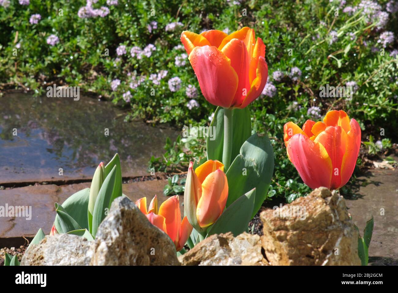 Orange tulip flowers in a rock garden. Beautiful spring bloom Stock ...