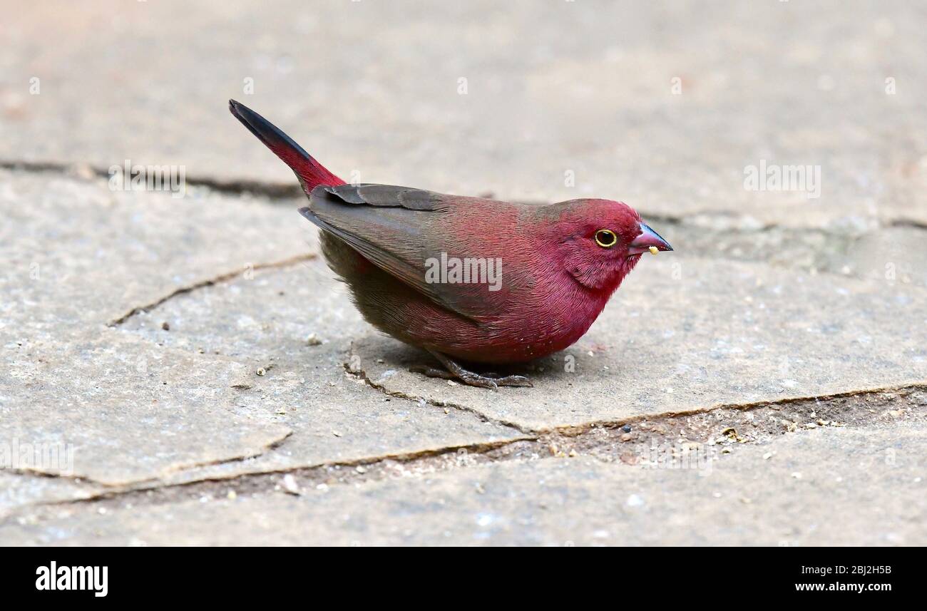 Fire finch eating seeds Lagonosticta senegala Stock Photo - Alamy