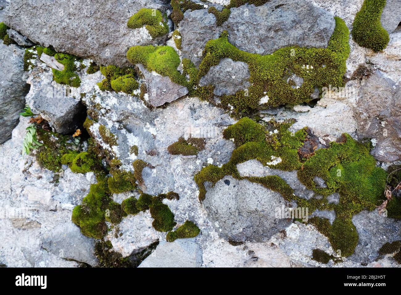 Old stone wall with moss as background Stock Photo - Alamy