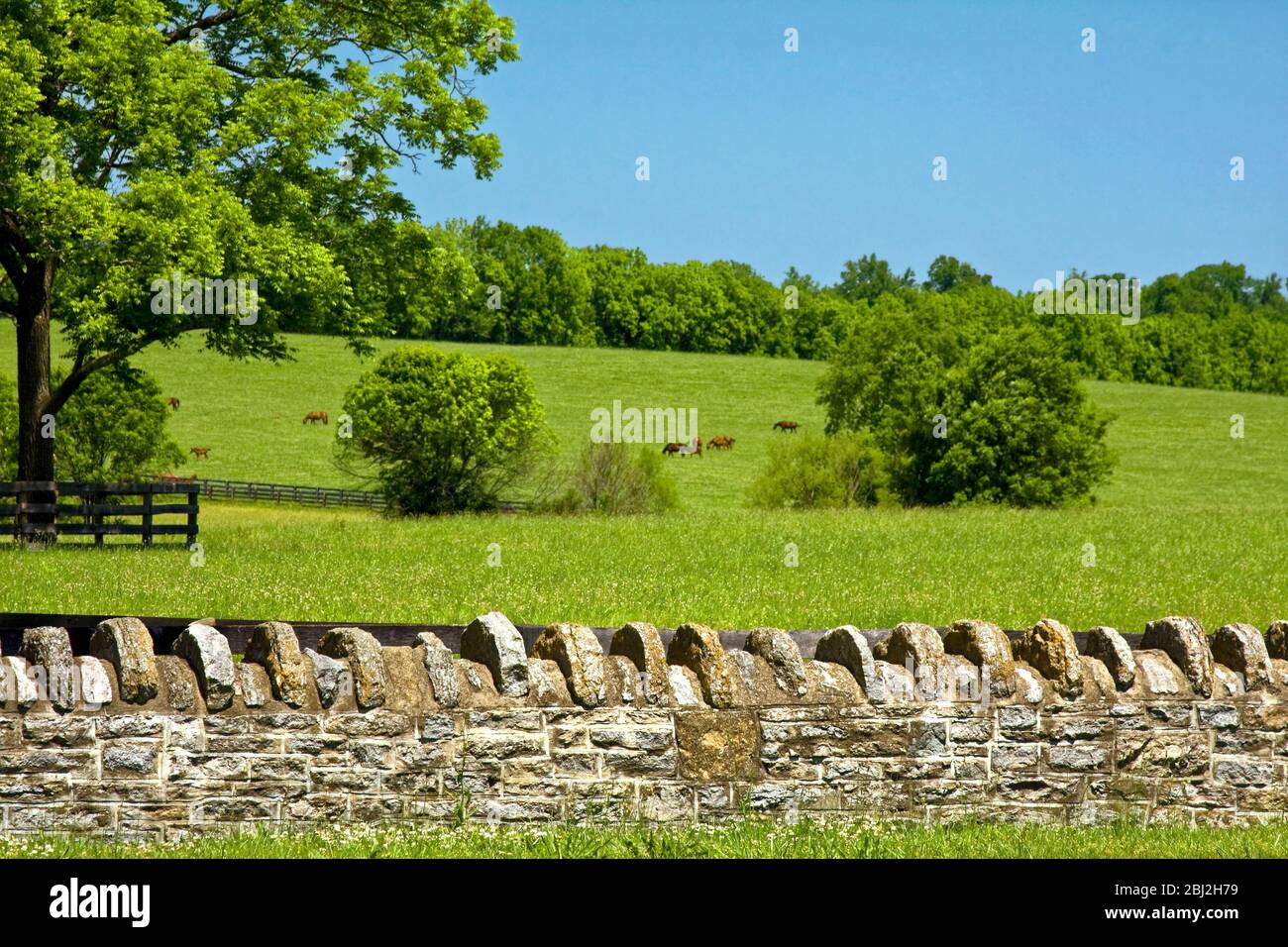 horse farm scene, pastures, horses grazing, traditional stone wall ...