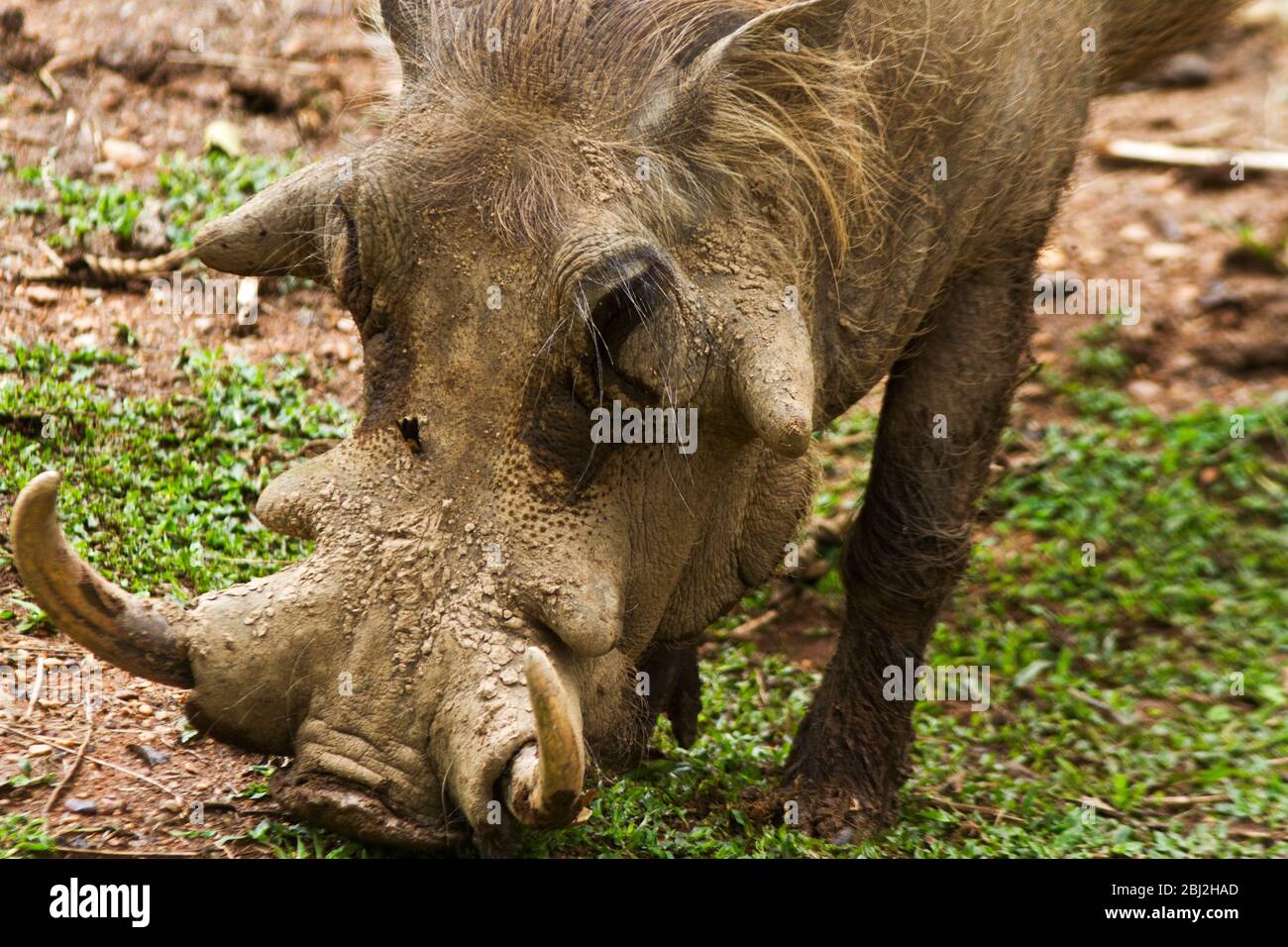 Male female warthog hi-res stock photography and images - Alamy
