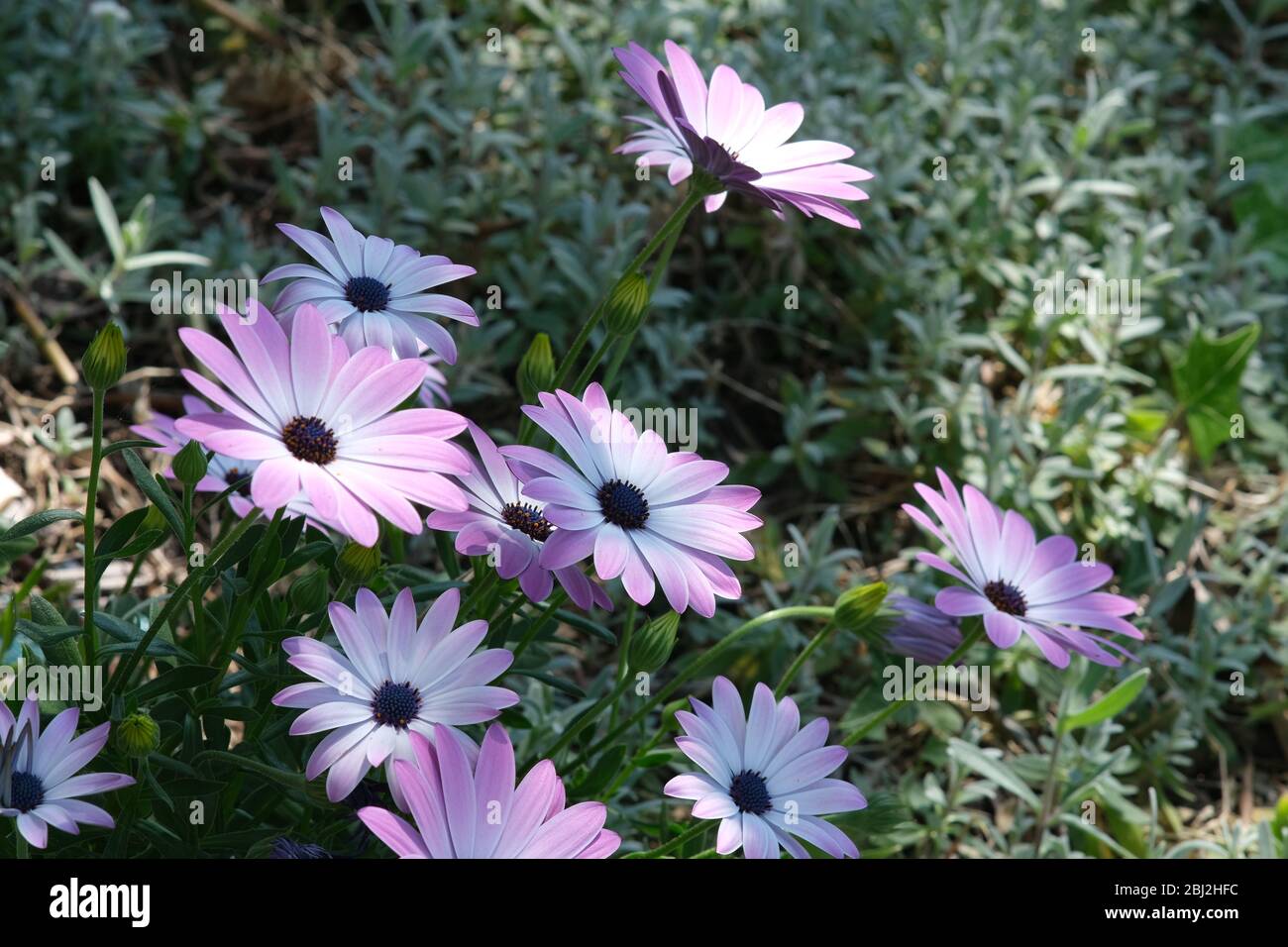 Mediterranean garden with African daisy flowers (Dimorphotheca ...