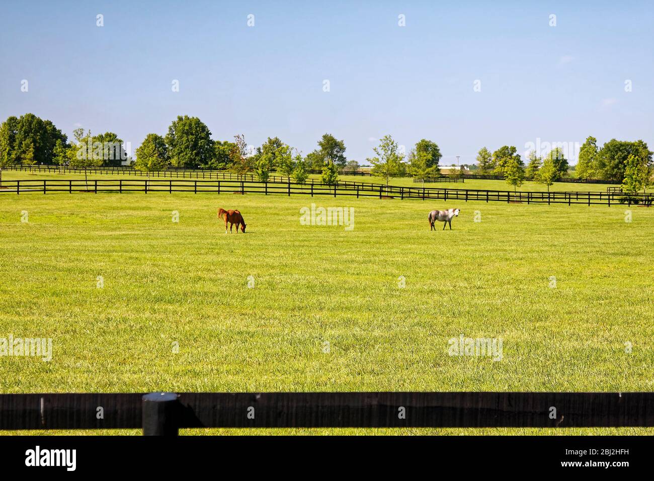 horse farm scene, black fences, 2 horses, Bluegrass fields, rural ...