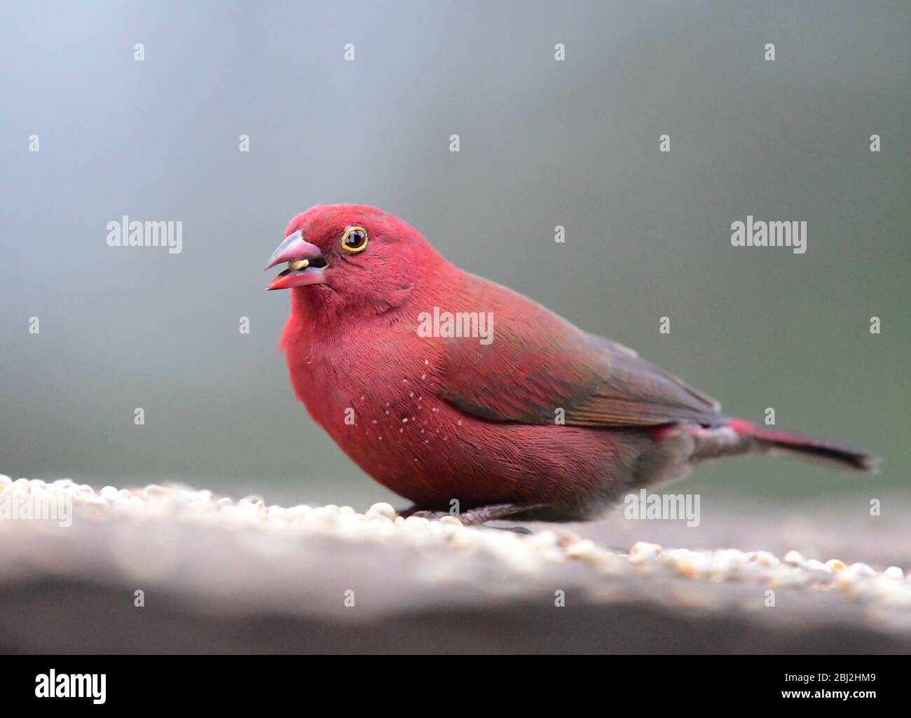 Fire finch eating seeds Lagonosticta senegala Stock Photo - Alamy