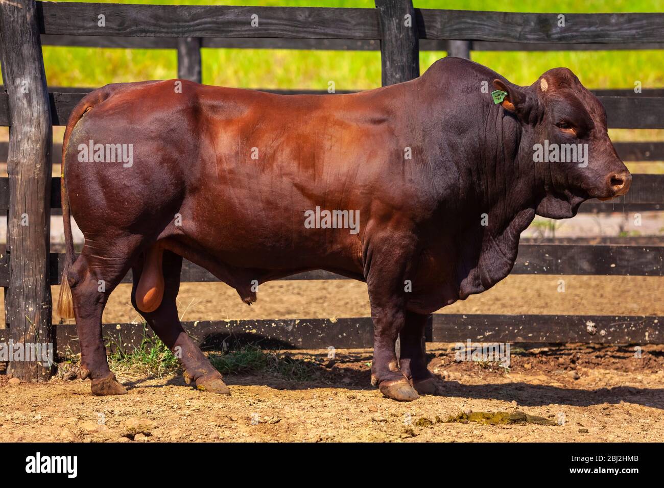beautiful Bonsmara bull in the farm corral Stock Photo - Alamy