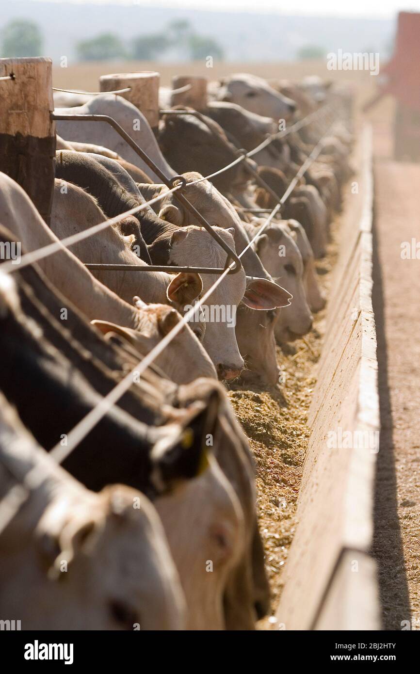 cattle feeding on Brazilian farms, intensive livestock Stock Photo - Alamy