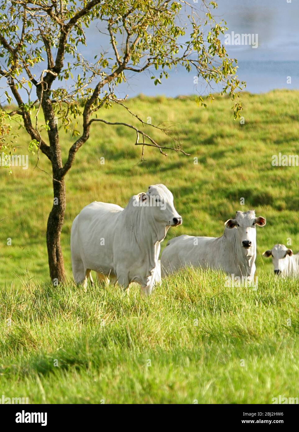 Nellore cattle in the pasture of Brazilian farms Stock Photo - Alamy