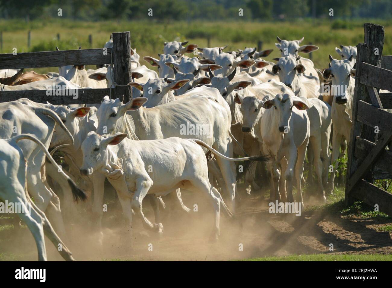 cattle and beef cows from Brazilian farms Stock Photo - Alamy
