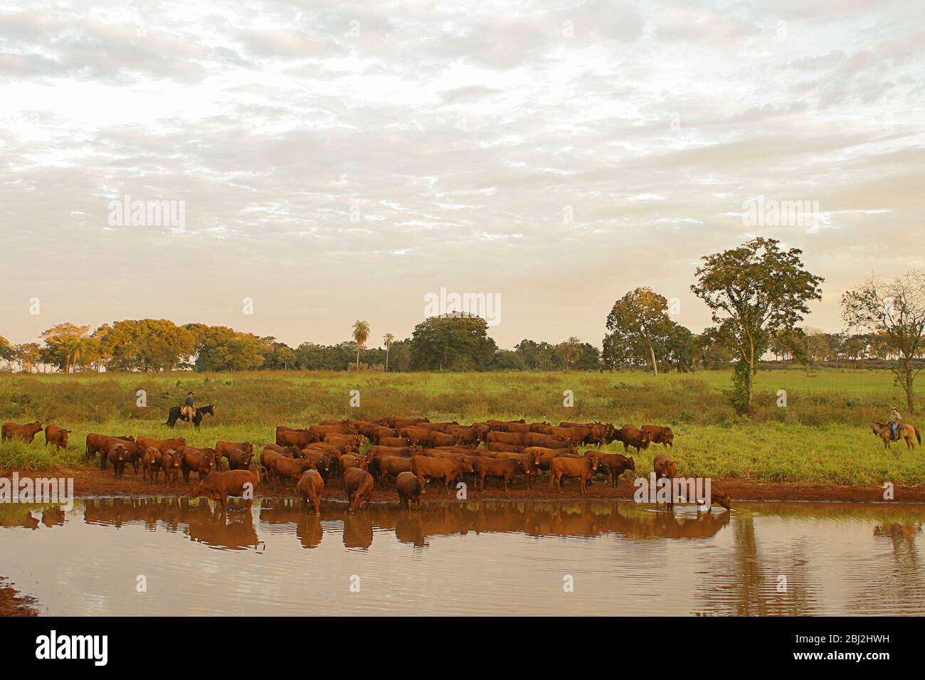 beautiful herd of Bonsmara cattle from South Africa Stock Photo - Alamy