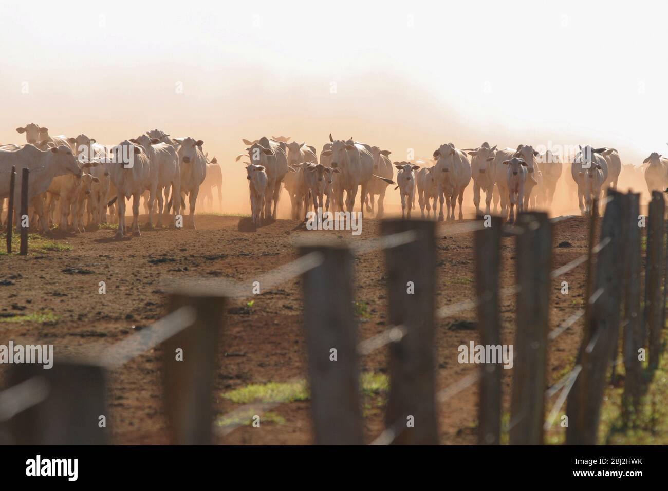 Nellore beef cattle from Brazilian farms in the dust Stock Photo - Alamy
