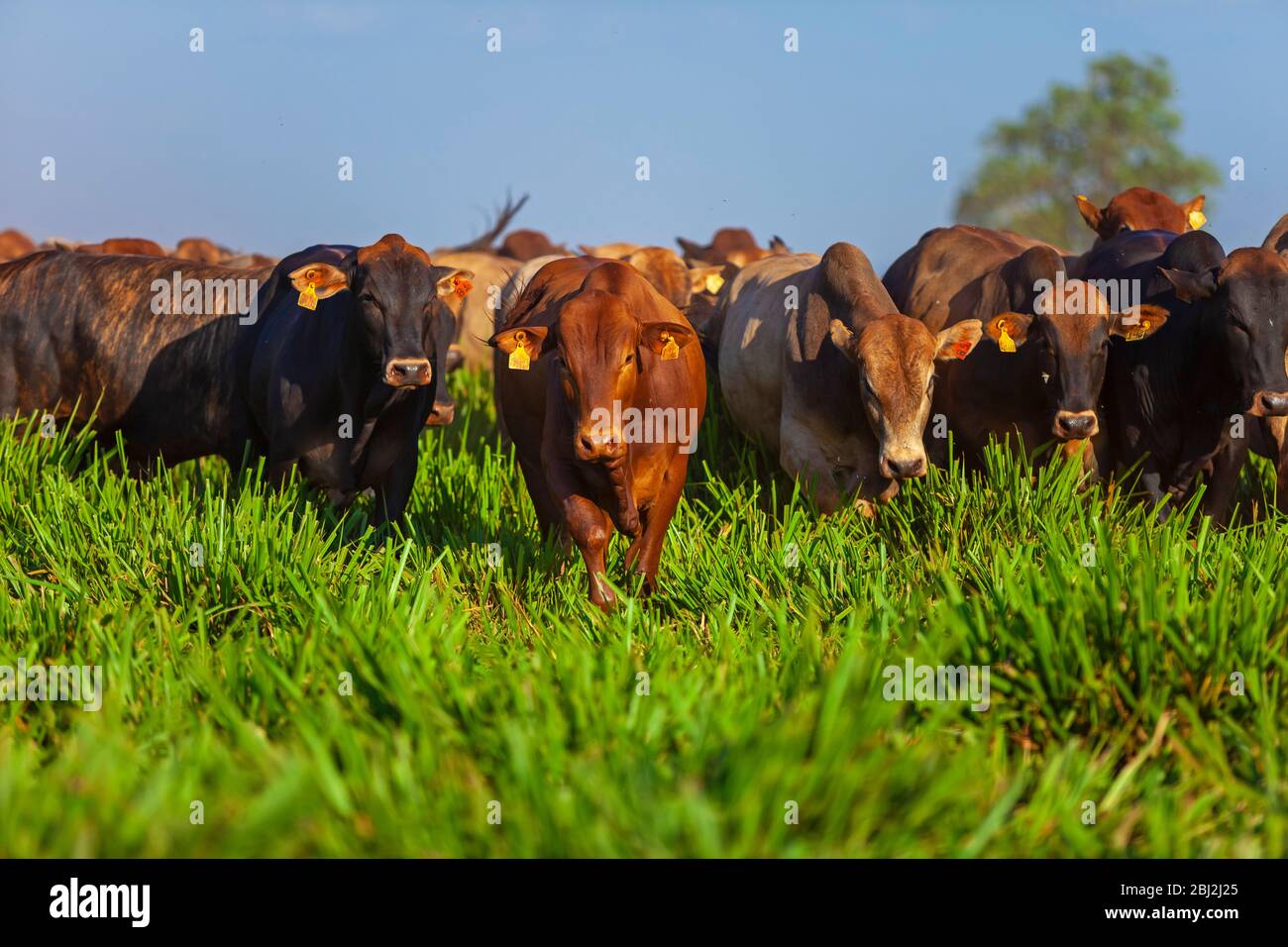 beautiful herd of Bonsmara cattle from South Africa Stock Photo - Alamy