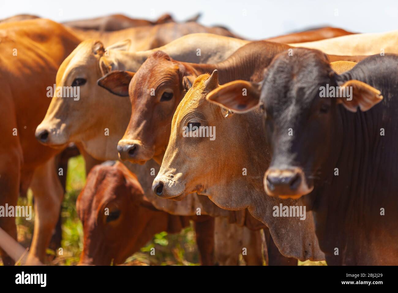 herd of Bonsmara cows with their calves Stock Photo - Alamy