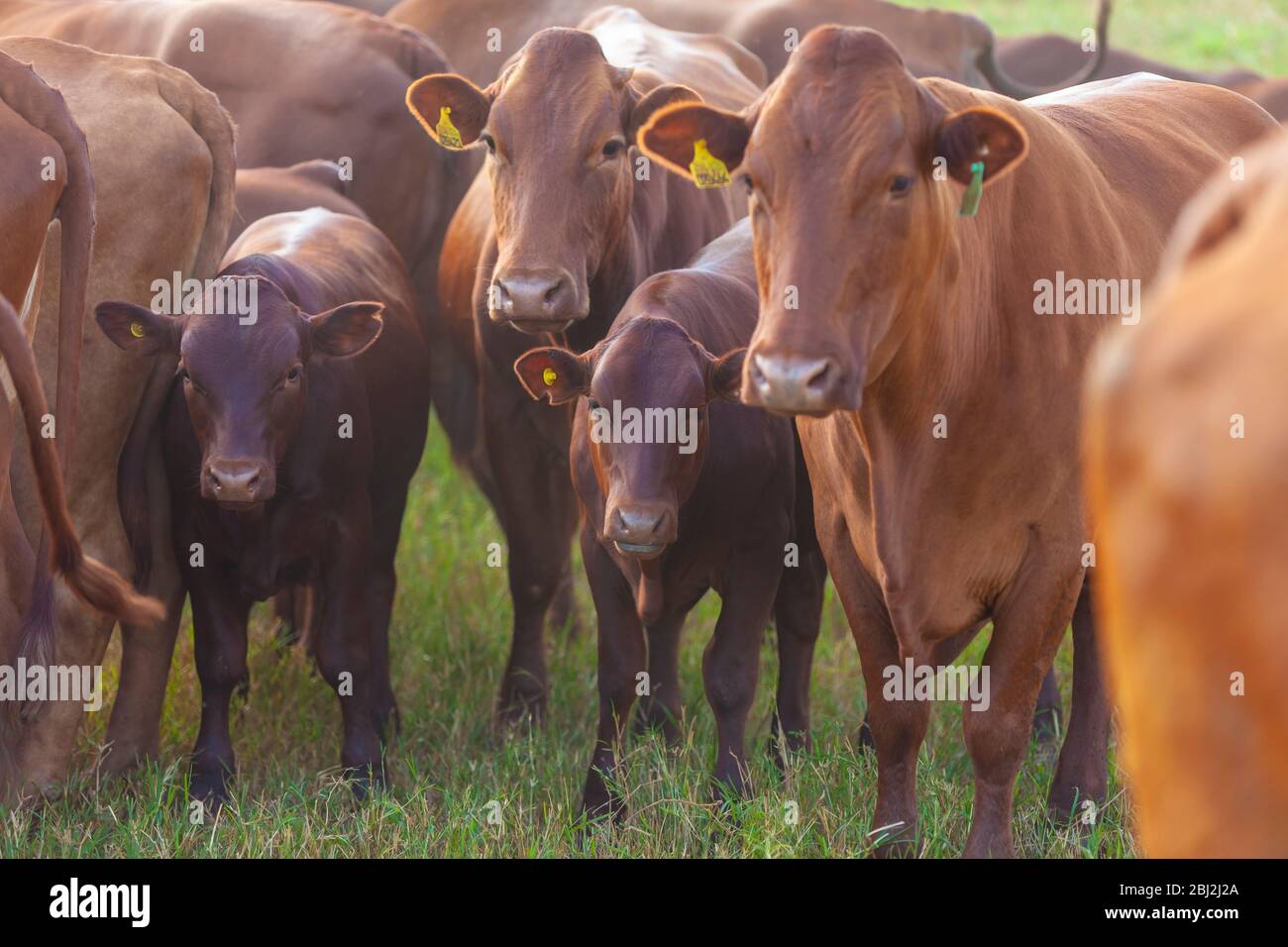 herd of Bonsmara cows with their calves Stock Photo - Alamy