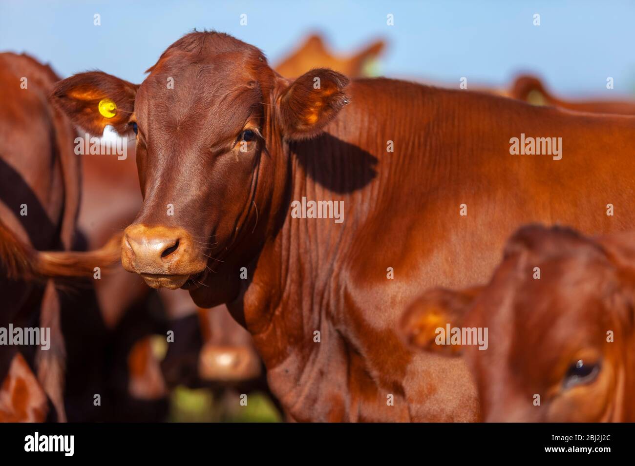 herd of Bonsmara cows with their calves Stock Photo - Alamy