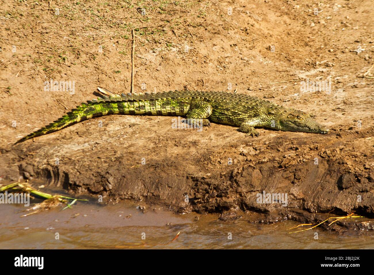 A young Nile Crocodile basks in the warm sunshine on the banks of the ...