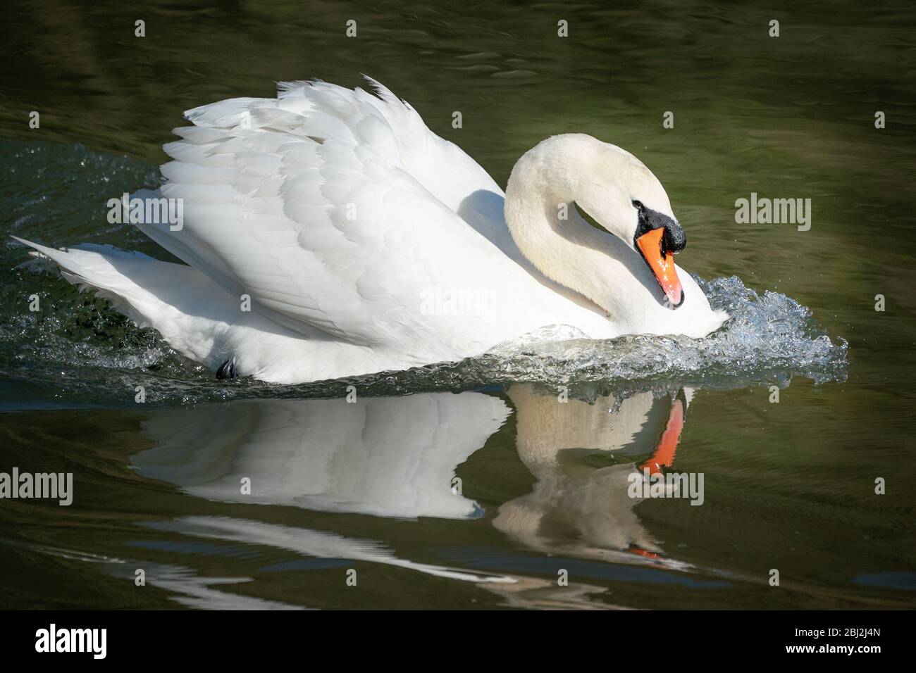 swan creating a bow wave Stock Photo - Alamy