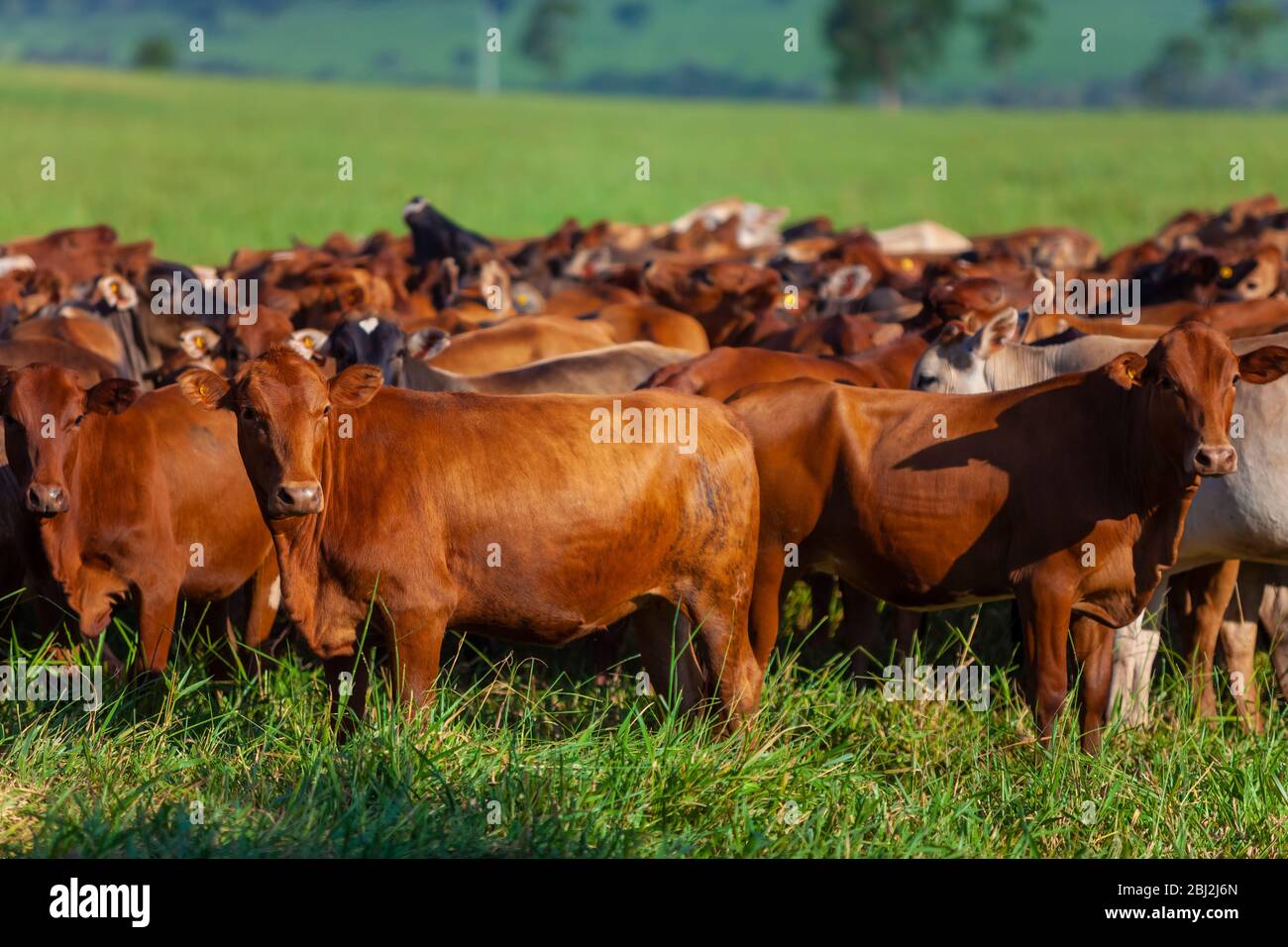 herd of Bonsmara cows with their calves Stock Photo - Alamy