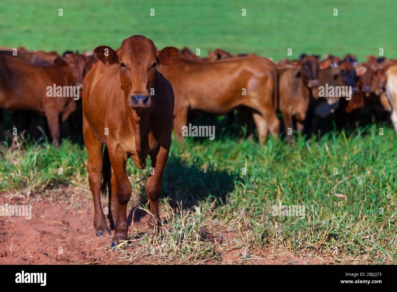 herd of Bonsmara cows with their calves Stock Photo - Alamy