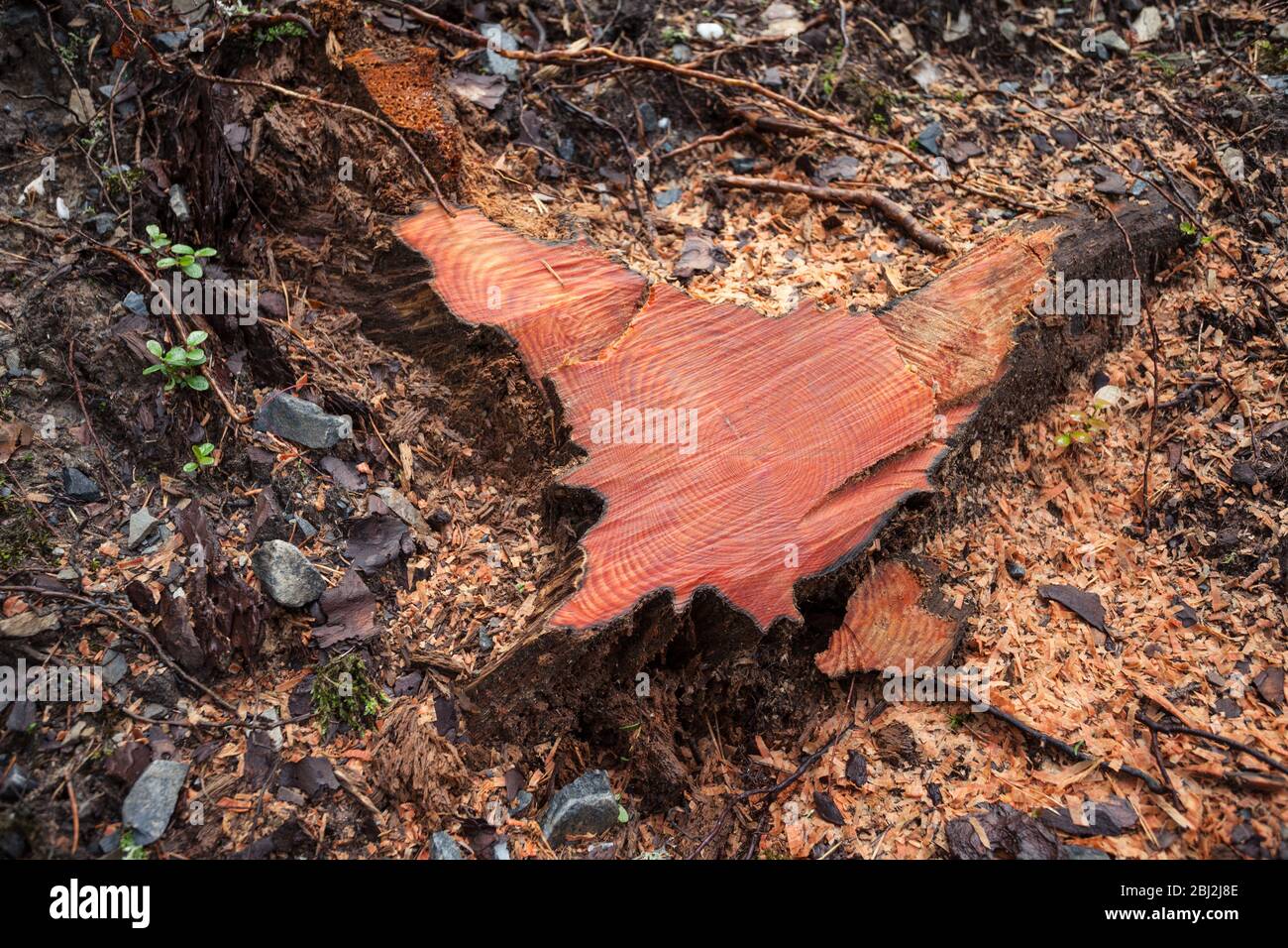 Cross section of a young pine tree Stock Photo - Alamy